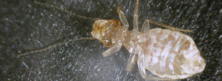 Gryzek Psotnik - Opryski 4 You - odkleszczanie, odkomarzanie, opryski ...